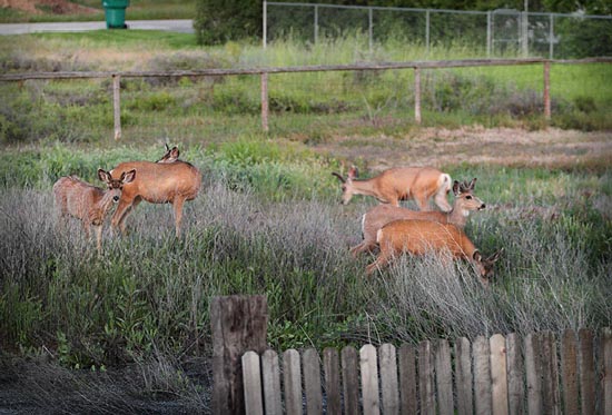 Backyard Bucks: May 28, 2015 - Zen Bowhunter Blog